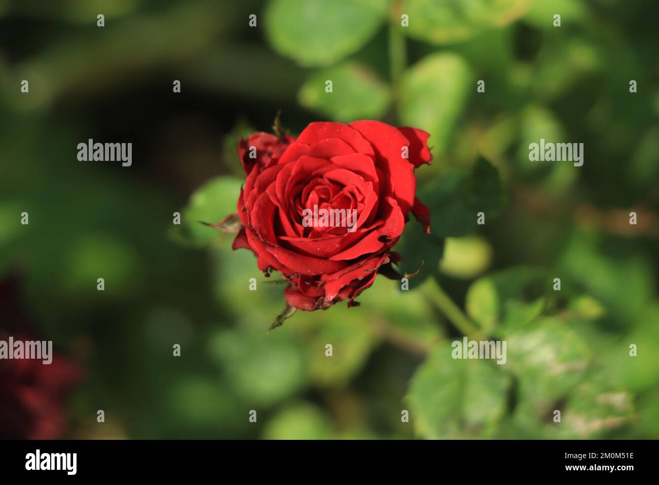 Classic red rose in full bloom Stock Photo - Alamy
