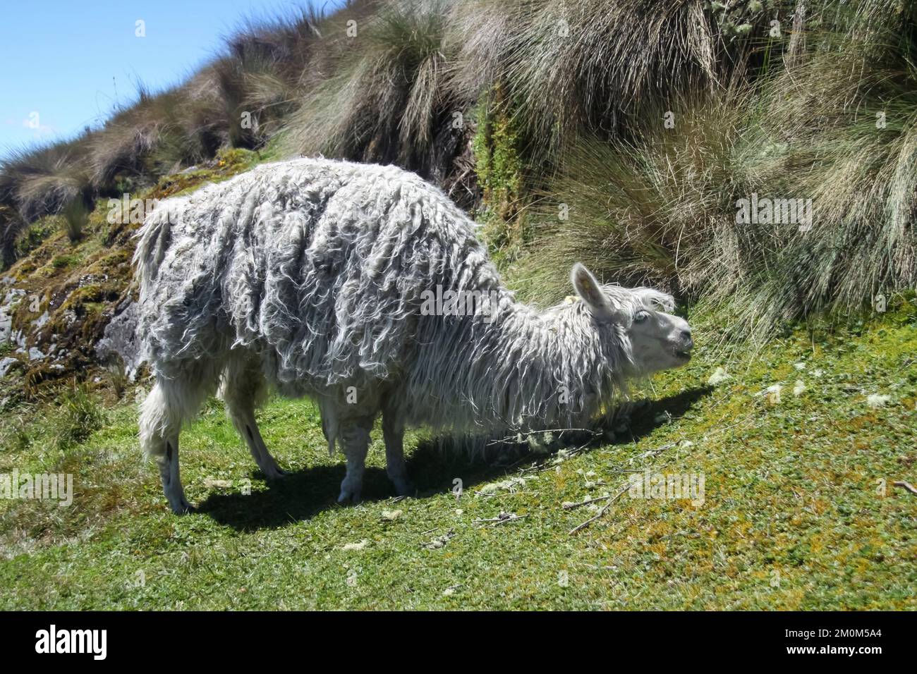 Parque Nacional Cajas, Azuay, Ecuador. El Cajas National Park or Cajas ...