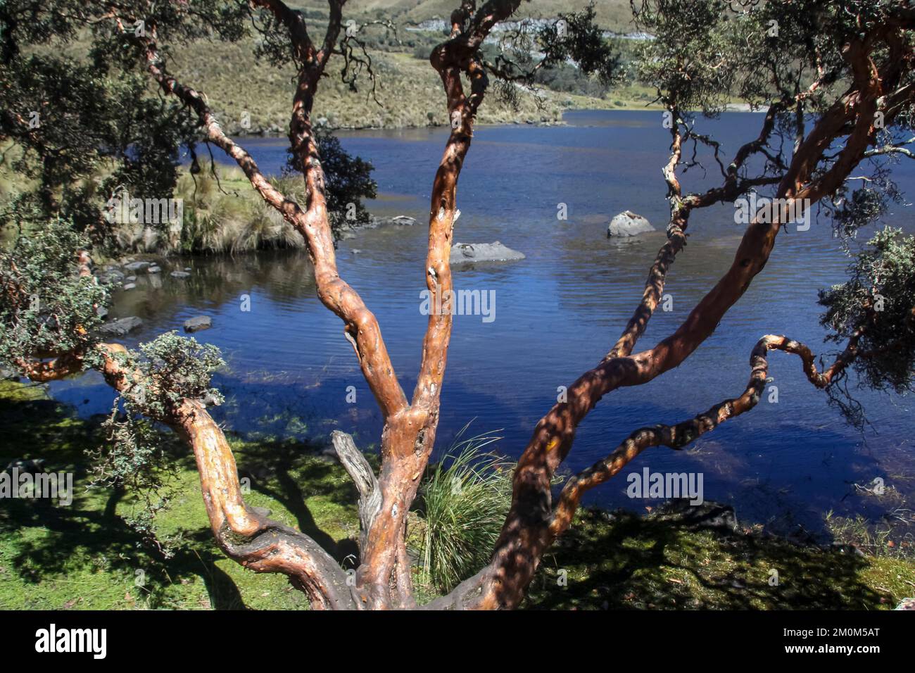 Parque Nacional Cajas, Azuay, Ecuador. El Cajas National Park or Cajas ...