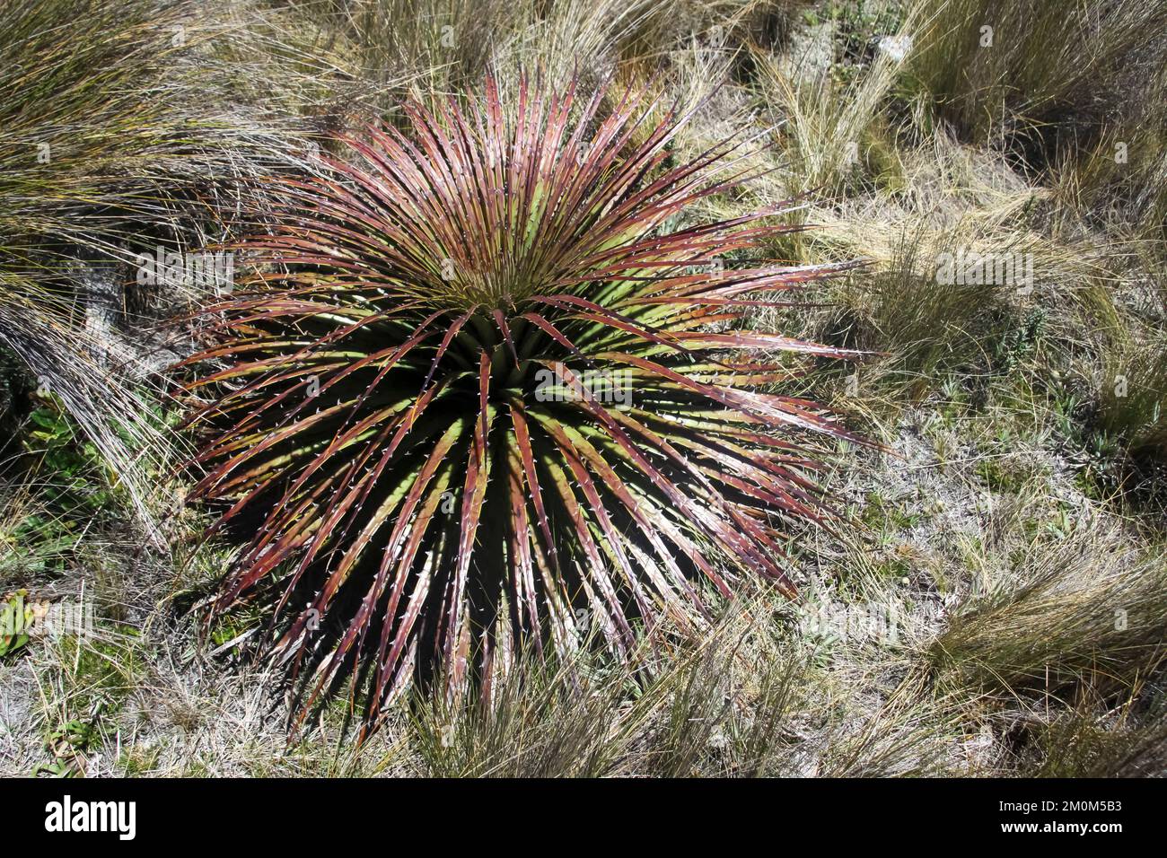 Parque Nacional Cajas, Azuay, Ecuador. El Cajas National Park or Cajas ...