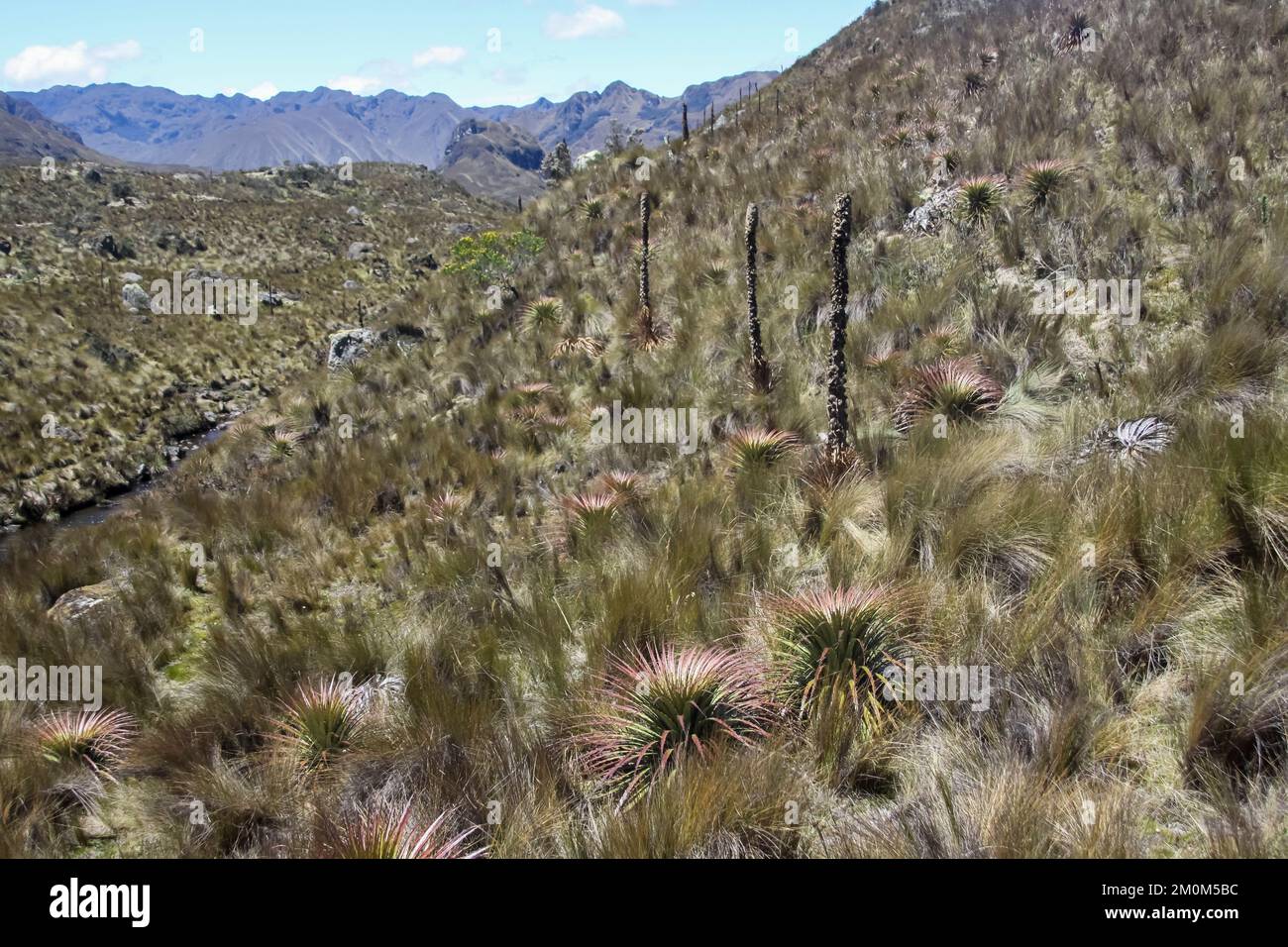 Parque Nacional Cajas, Azuay, Ecuador. El Cajas National Park or Cajas ...
