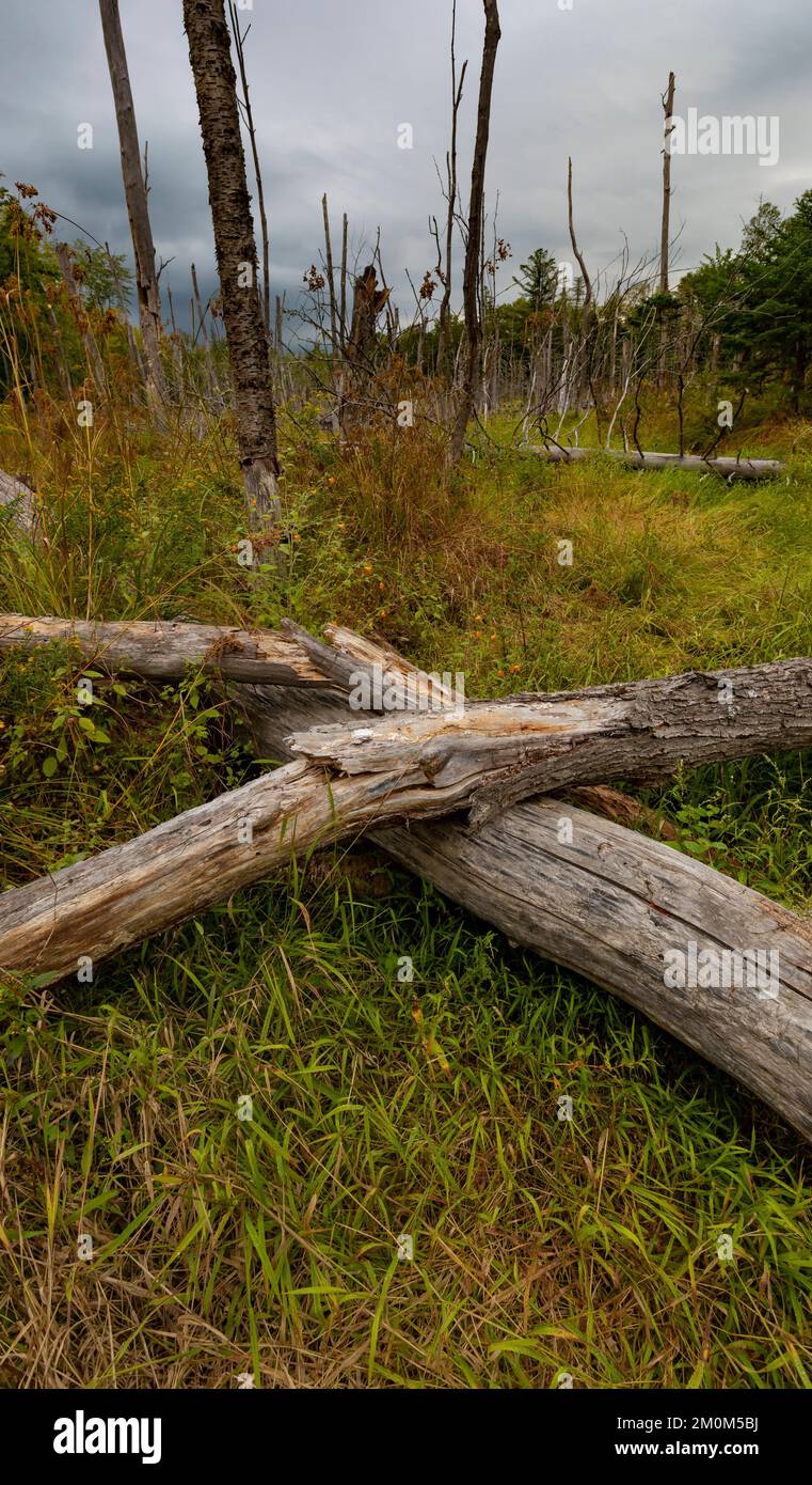 Lots of dead trees hi-res stock photography and images - Alamy
