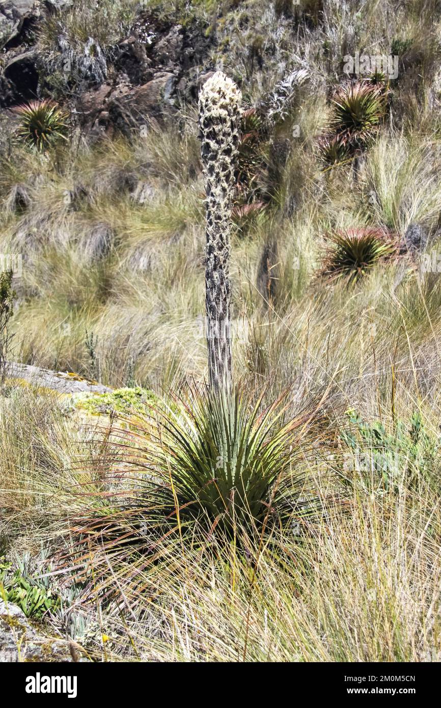 Parque Nacional Cajas, Azuay, Ecuador. El Cajas National Park or Cajas ...