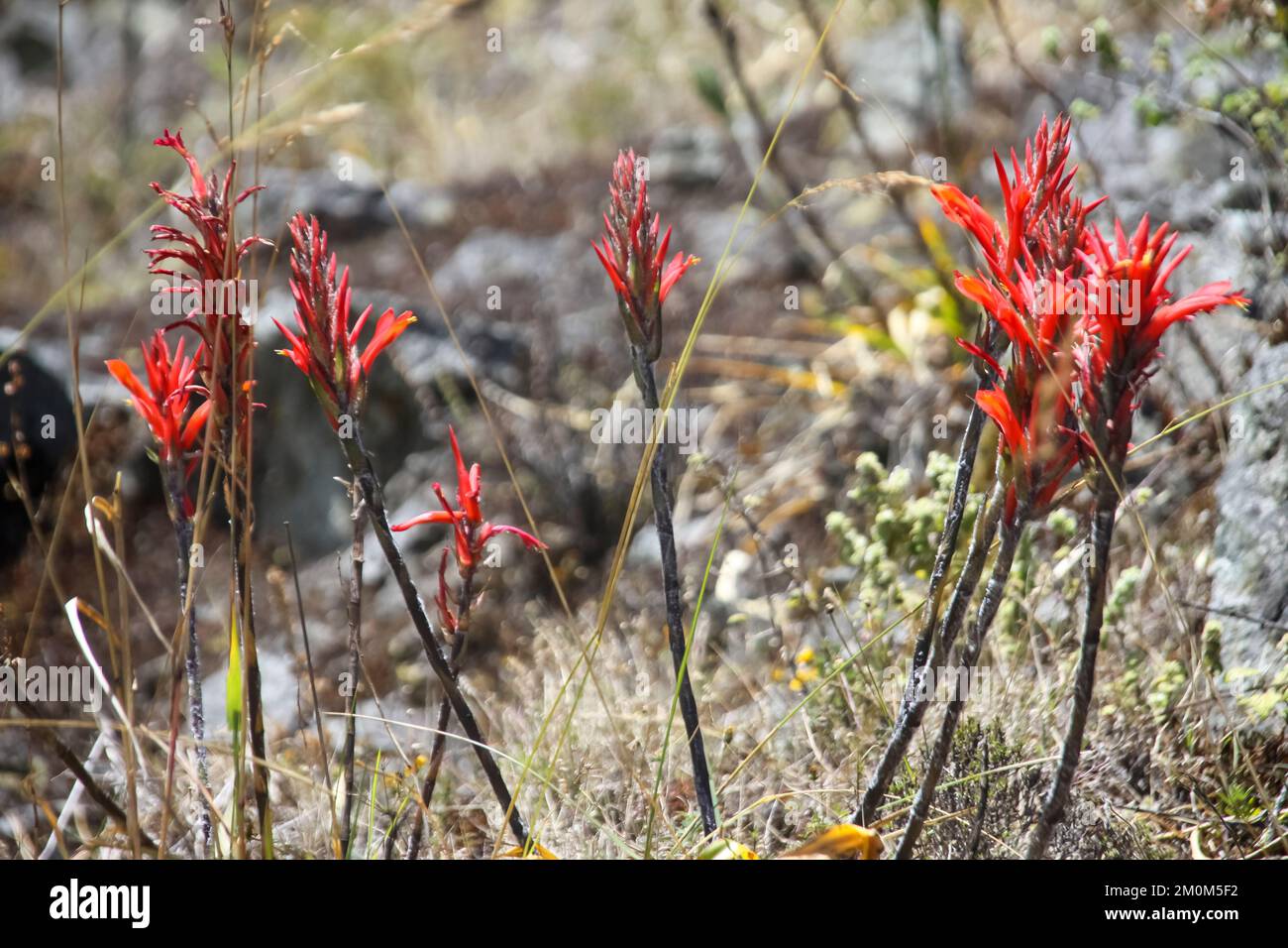 Parque Nacional Cajas, Azuay, Ecuador. El Cajas National Park or Cajas ...