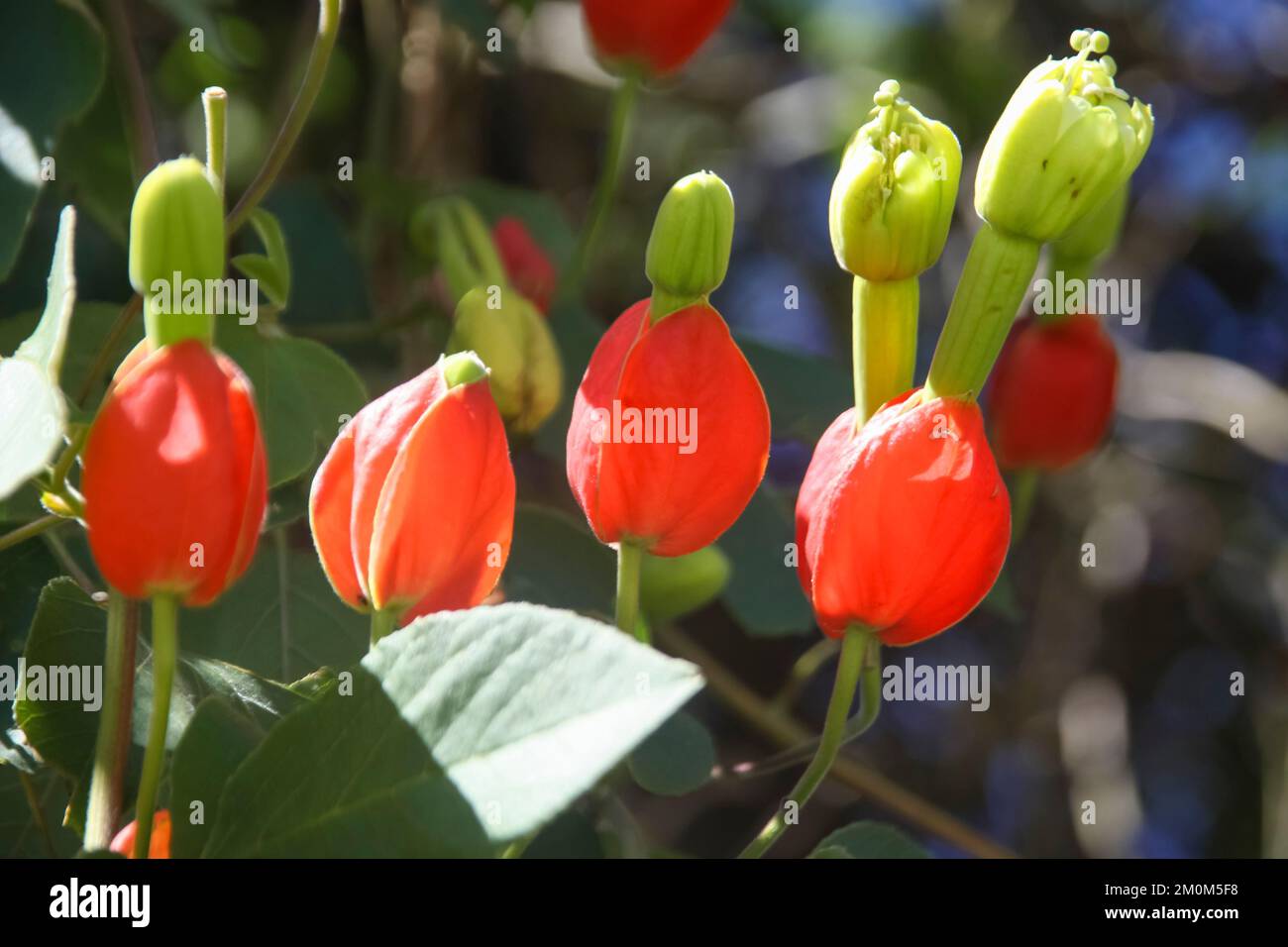 Parque Nacional Cajas, Azuay, Ecuador. El Cajas National Park or Cajas ...