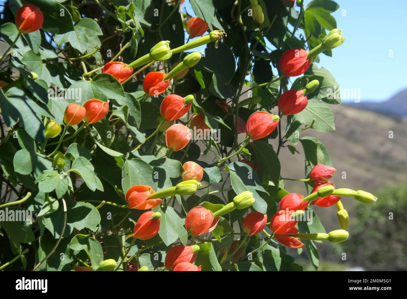 Parque Nacional Cajas, Azuay, Ecuador. El Cajas National Park or Cajas ...