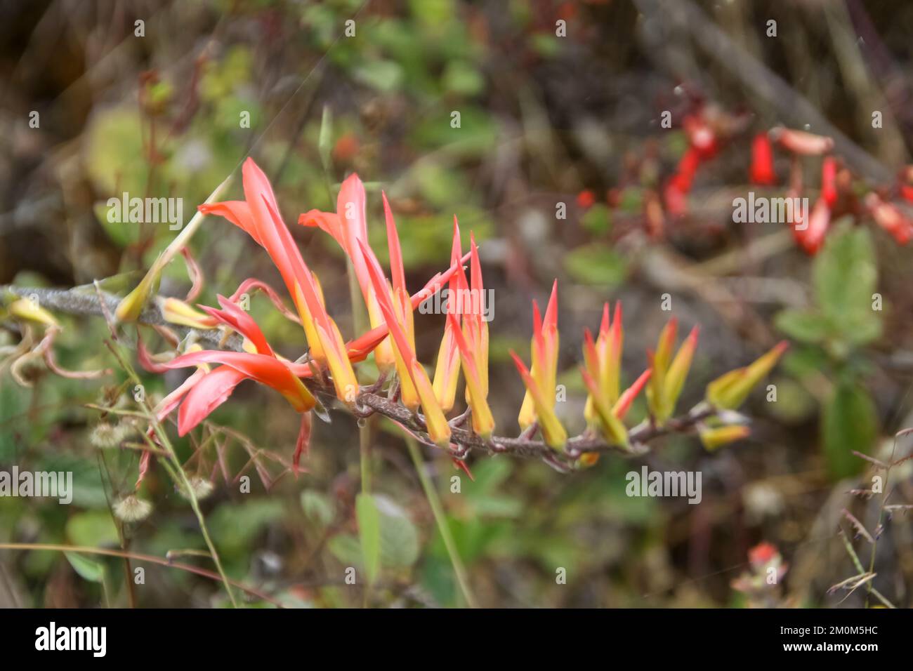 Parque Nacional Cajas, Azuay, Ecuador. El Cajas National Park or Cajas ...