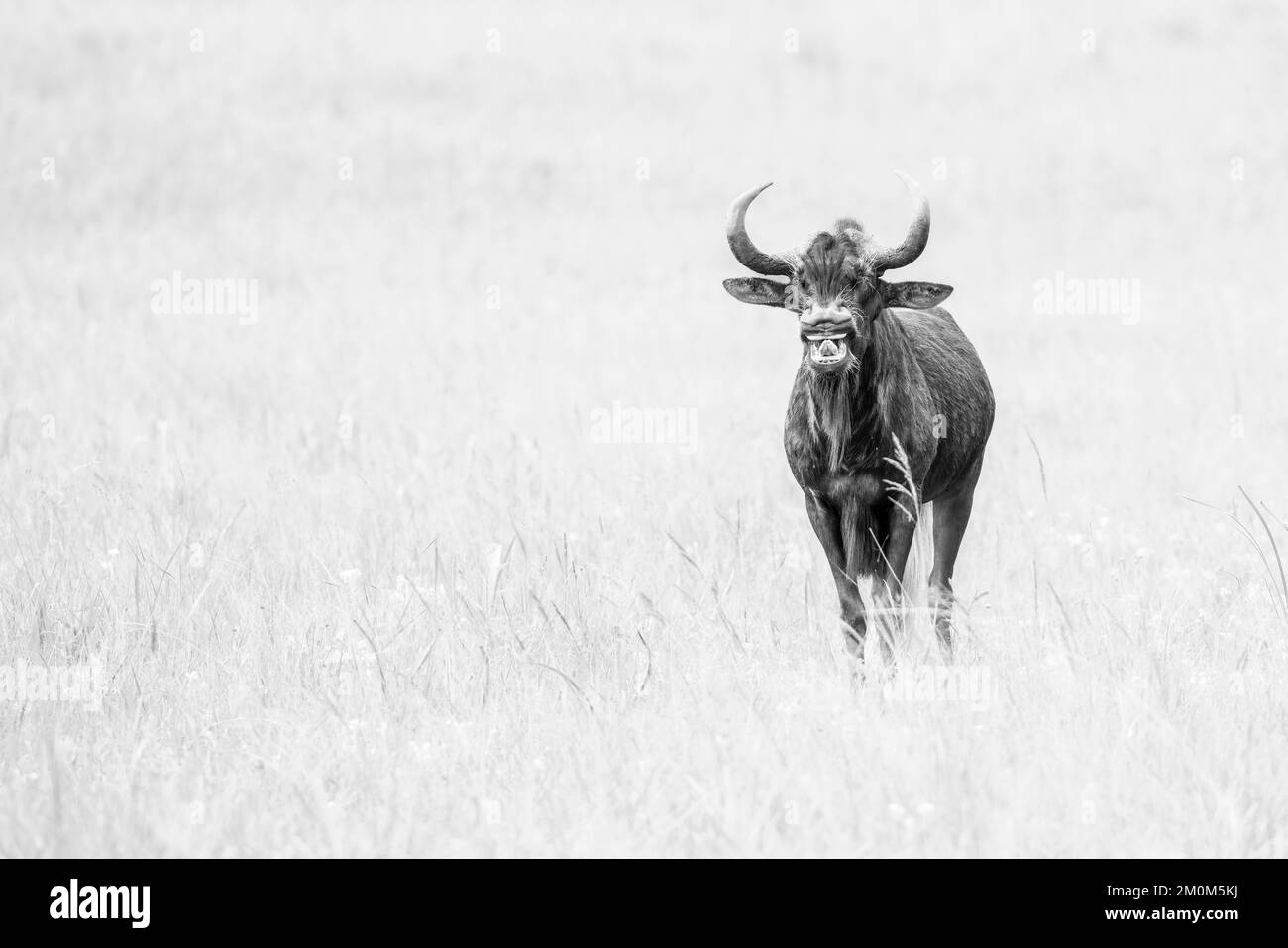 The facial expression of a Black Wildebeest when making a moaning and ...