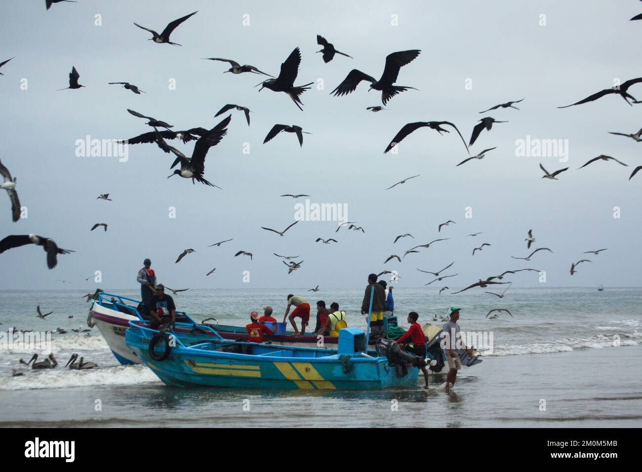 Frigate birds flying fish hi-res stock photography and images - Alamy