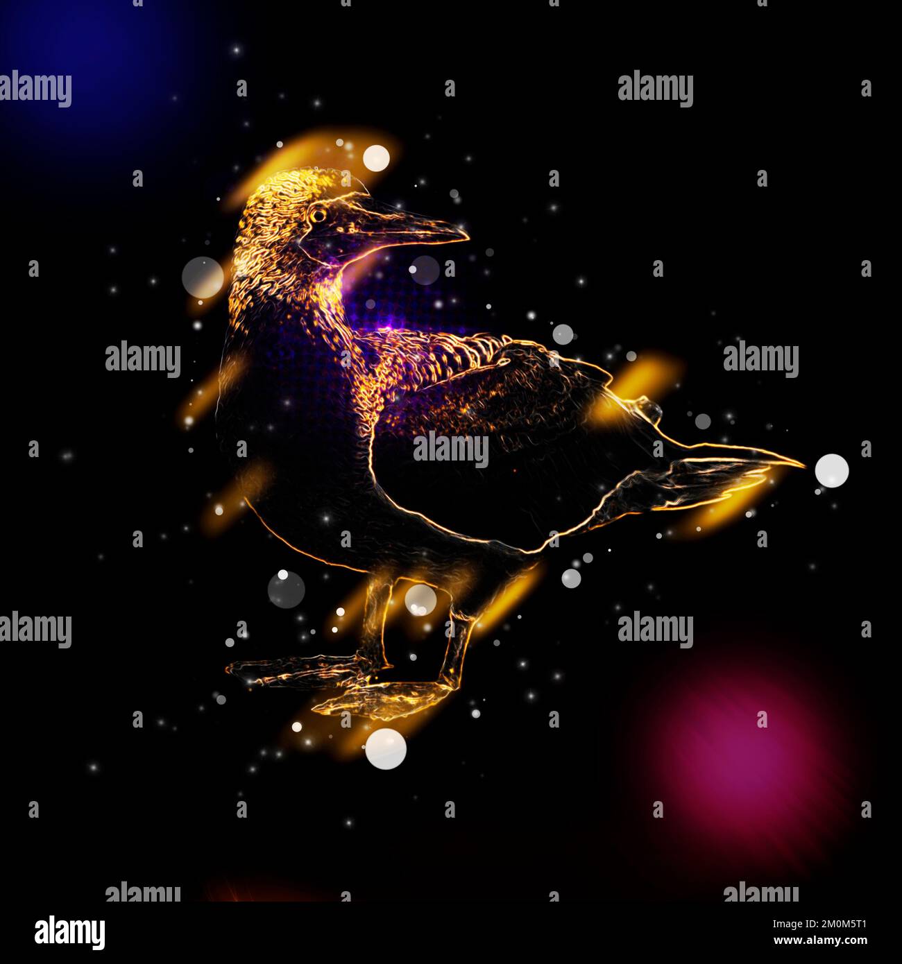 Blue-footed booby (Sula nebouxii). Photographed on Isla de la Plata ...