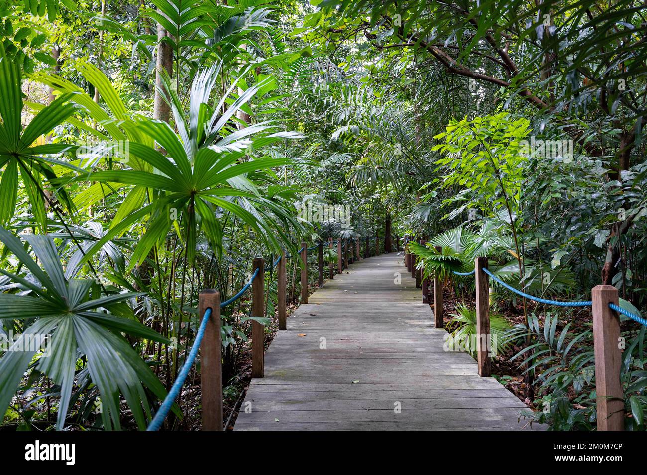 A wooden walkway in the rainforest inside the Singapore Botanic Gardens ...