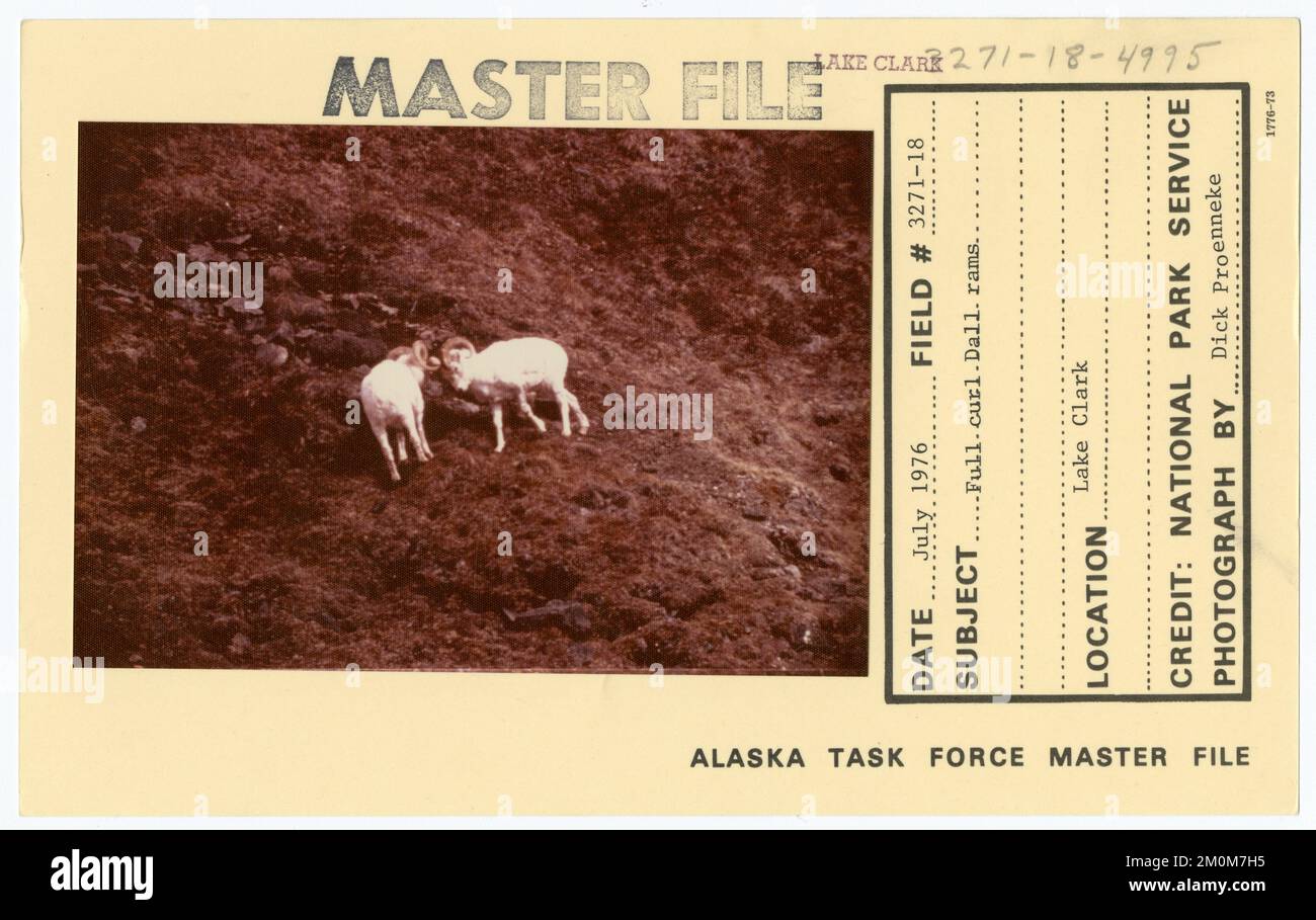 Dall sheep native alaska hi-res stock photography and images - Alamy