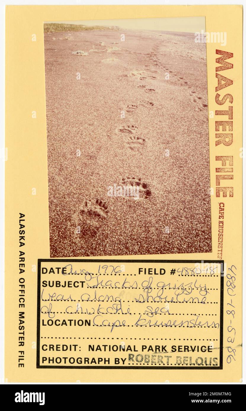 Tracks of grizzly bear along shoreline of Chukchi Sea. Alaska Task ...