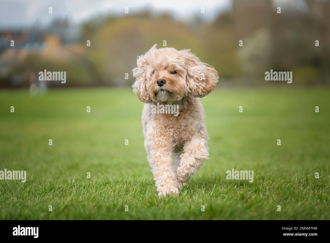 Seven year old Cavapoo on a fun run in the park Stock Photo - Alamy