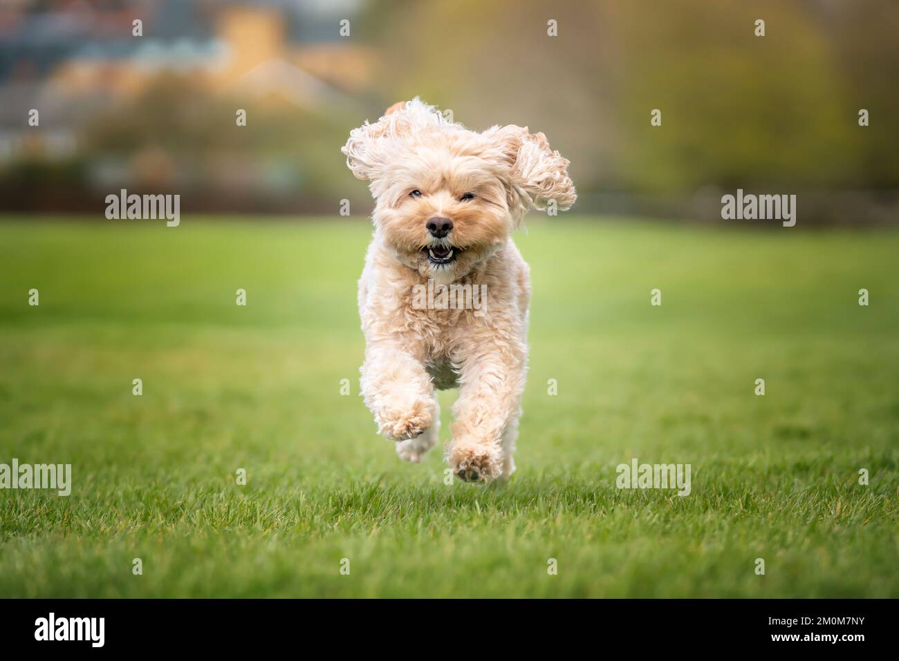 Seven year old Cavapoo on a fun run in the park Stock Photo - Alamy
