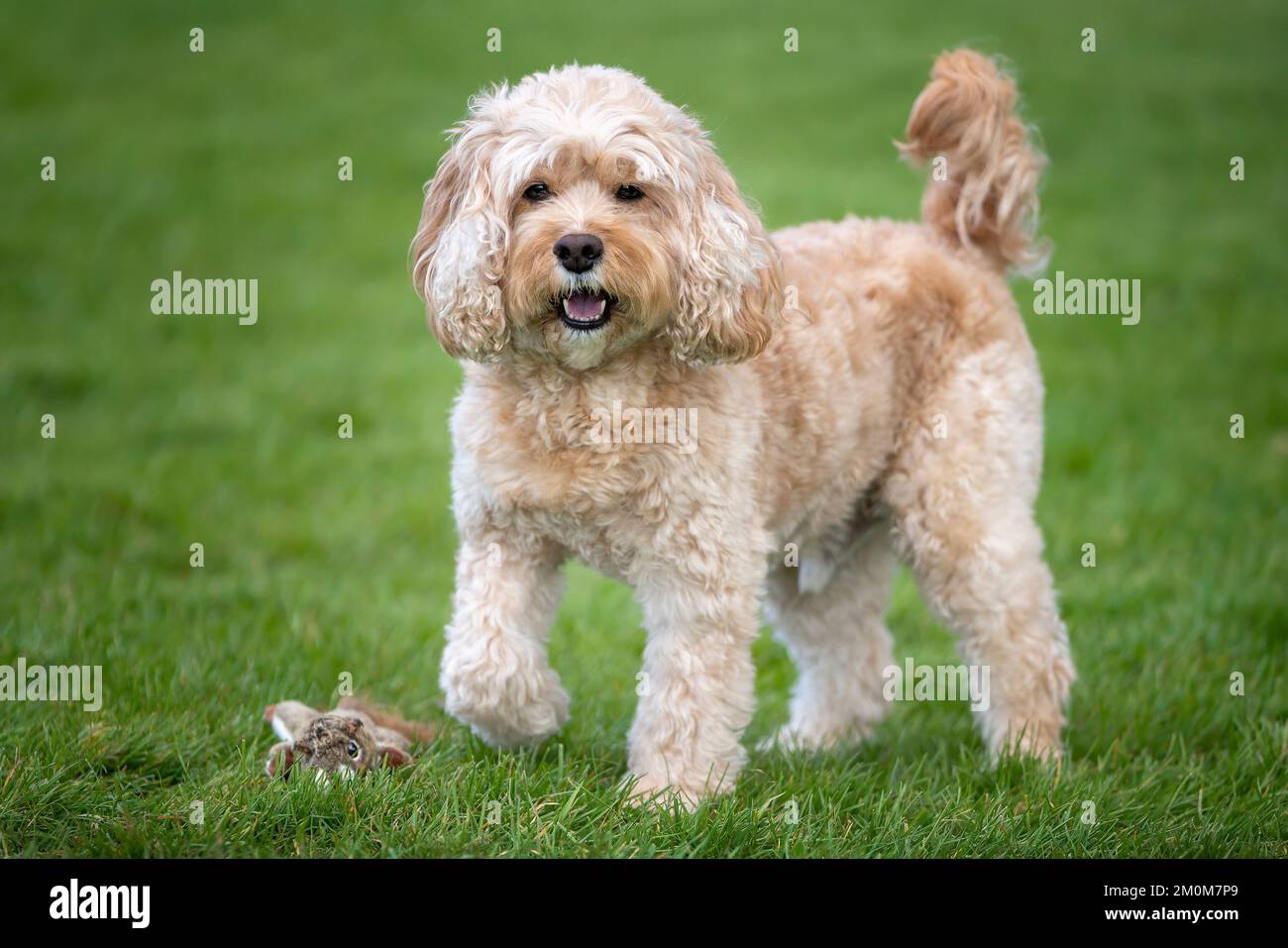Seven year old Cavapoo playing with his toy squirrel in the park Stock ...