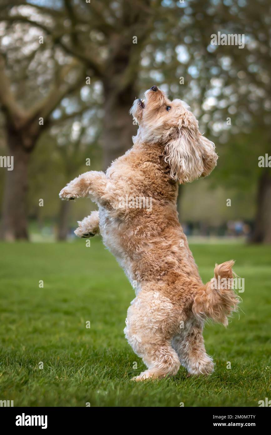 Seven year old Cavapoo standing on his hind legs playing in the park ...