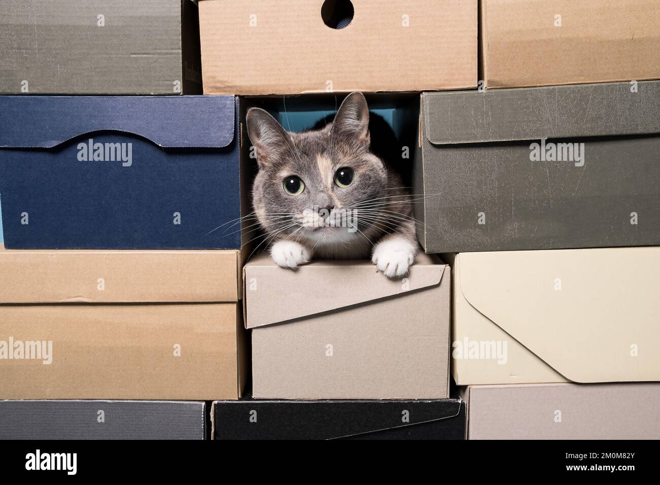 Cat hides in folded shoe boxes. Concept of pet entertainment or shoe ...