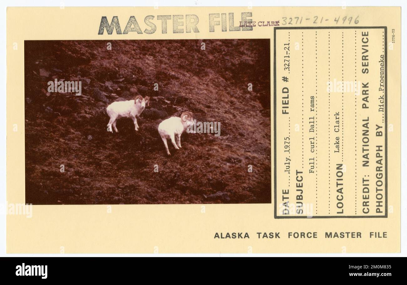 Full curl Dall rams. Alaska Task Force Photographs Stock Photo - Alamy