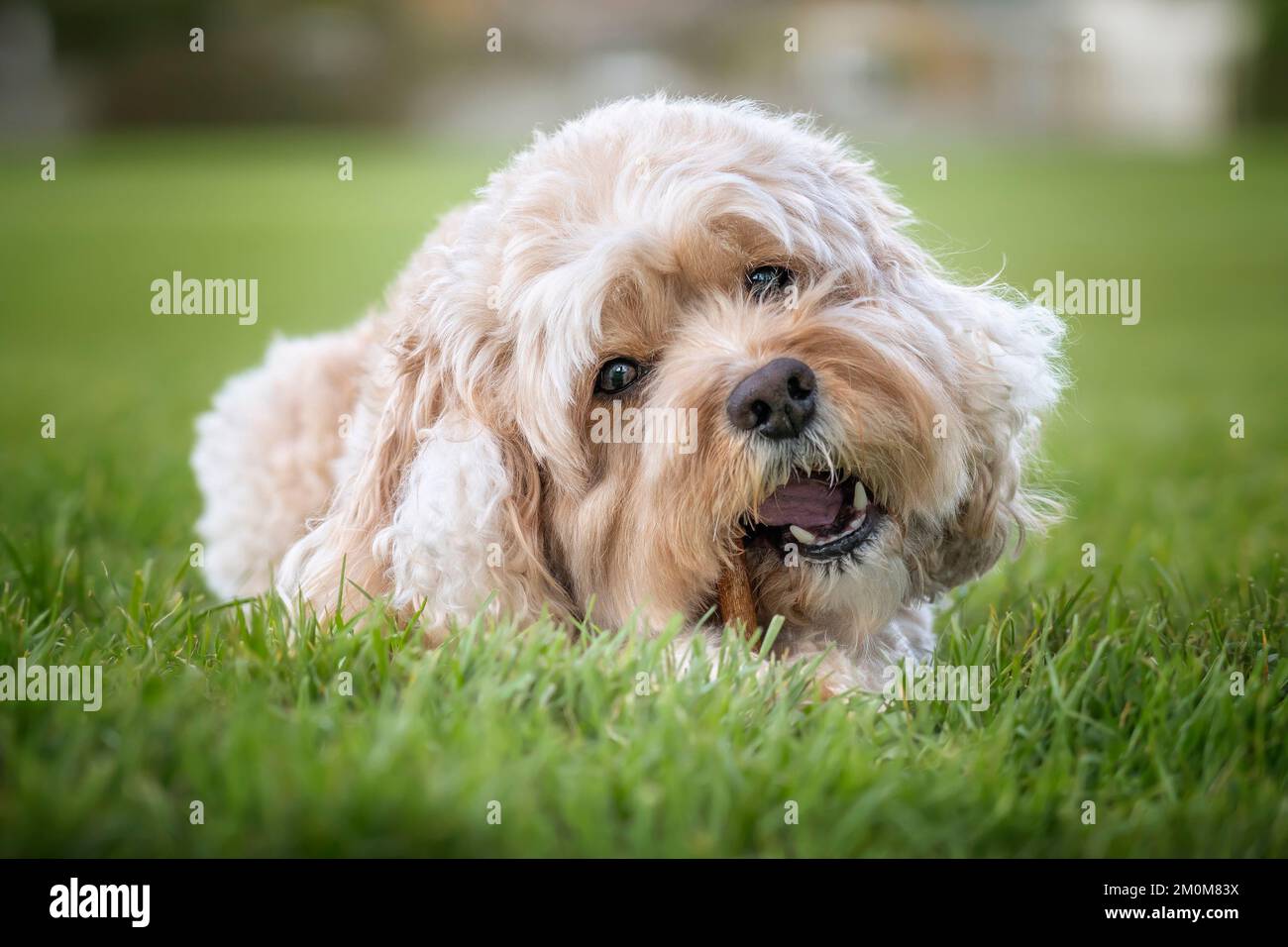 Seven year old Cavapoo laying on the grass with his stick and a curious ...
