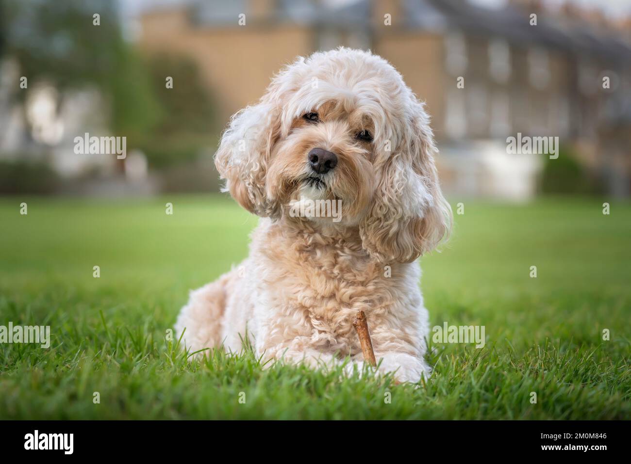Seven year old Cavapoo laying on the grass with his stick and a curious ...