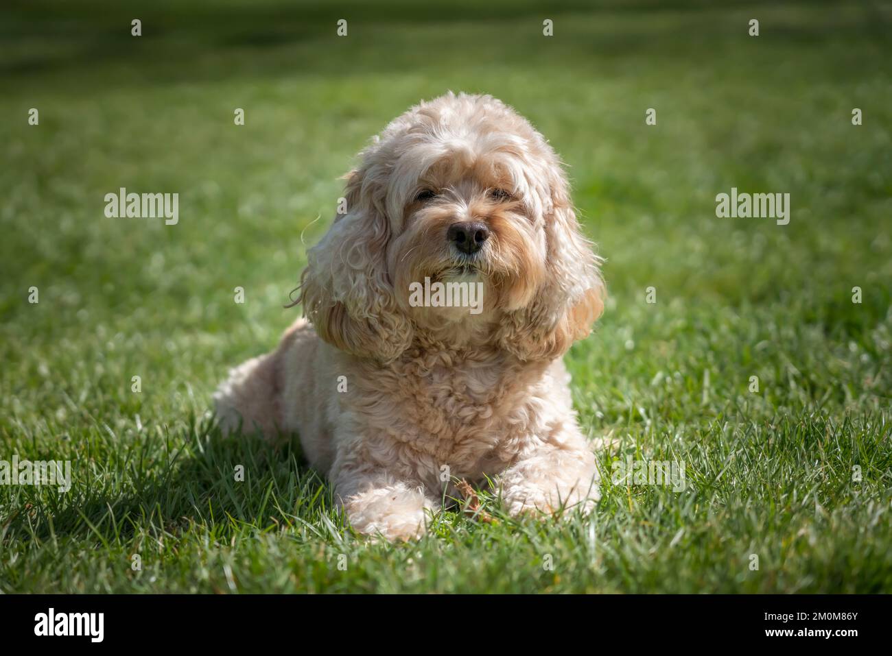 Seven year old Cavapoo laying on the grass looking at the camera very ...