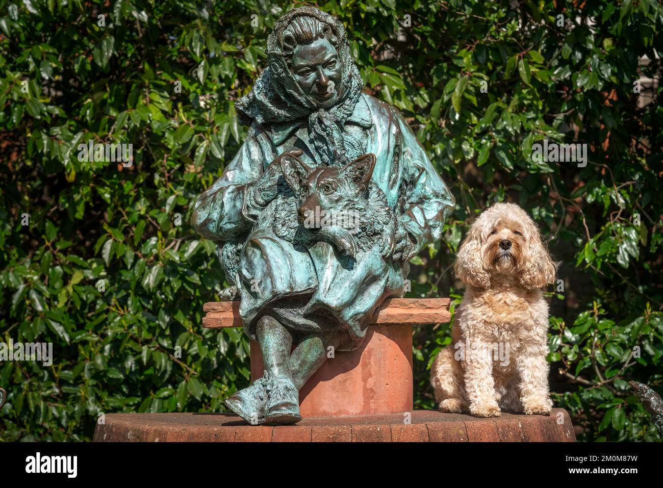 Seven year old Cavapoo sat in Windsor wondering how can he become a ...