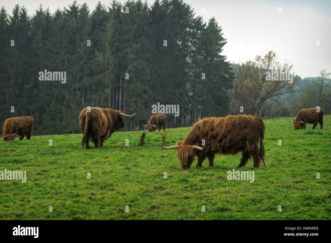 The Highland cows grazing in a green grassy pasture Stock Photo - Alamy