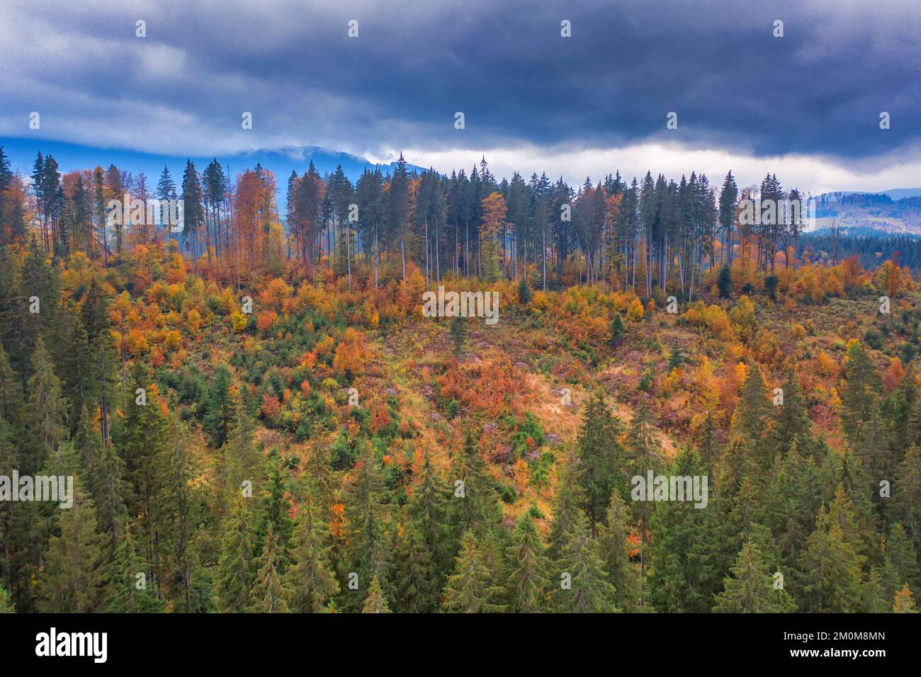 Mass deforestation in the highlands. Destruction of the forest ...