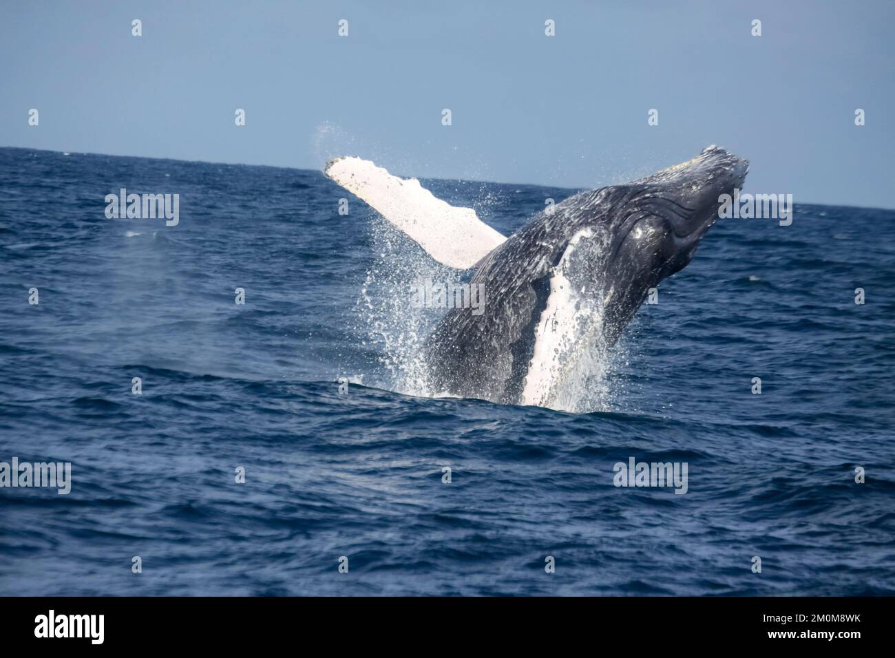 Humpback Whale watching safari tour at Puerto Lopez, Ecuador Humpback ...