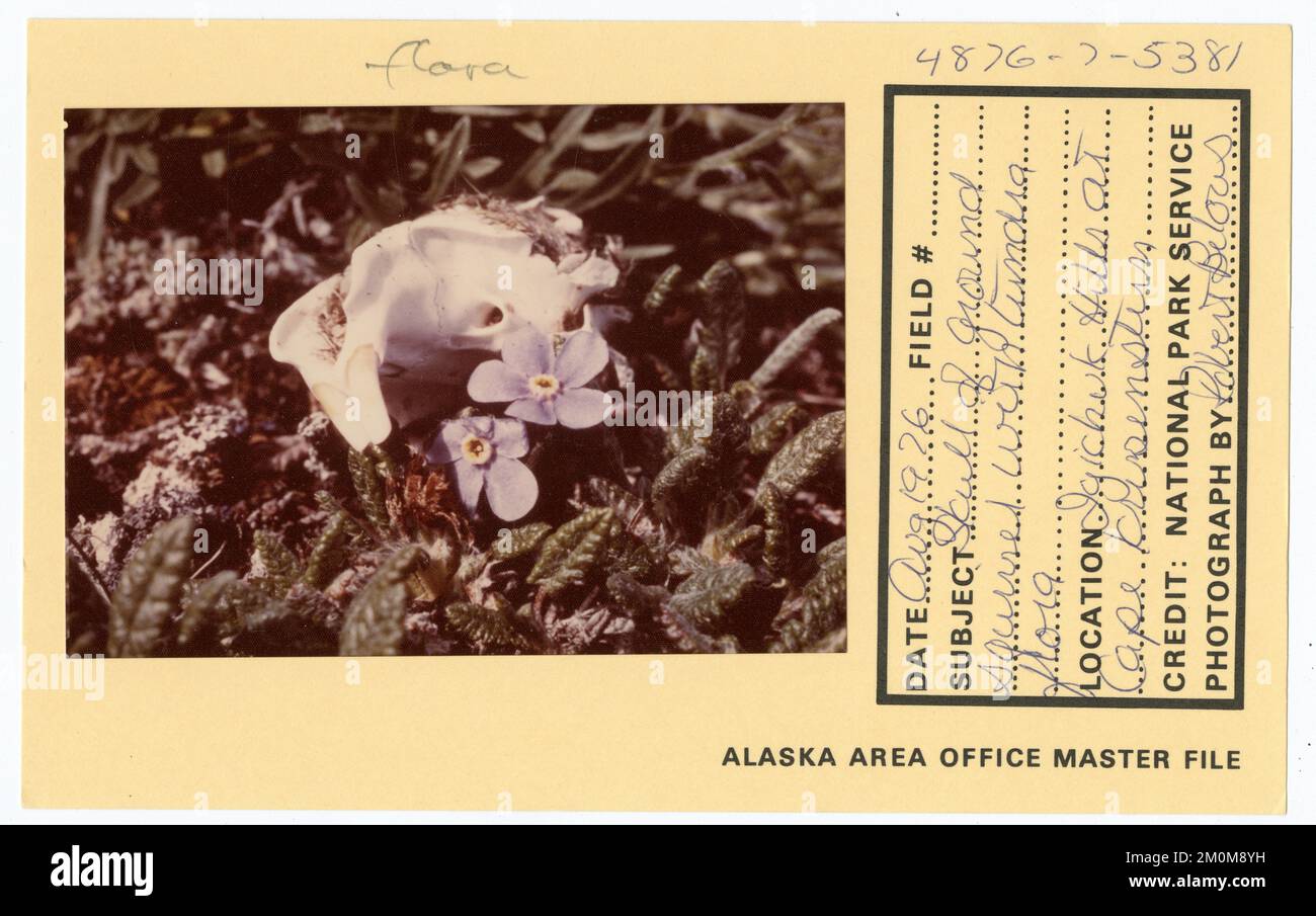 Skull of ground squirrel with tundra flora. Alaska Task Force ...