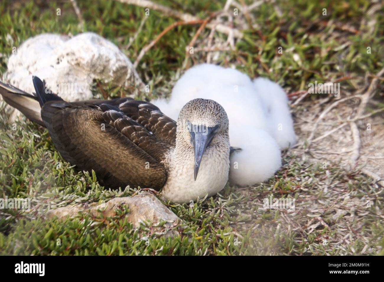 Blue-footed booby (Sula nebouxii). Photographed on Galapagos Islands ...