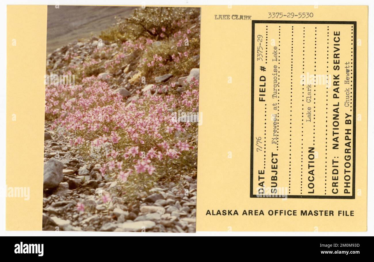 Alaska fireweed Cut Out Stock Images & Pictures - Alamy