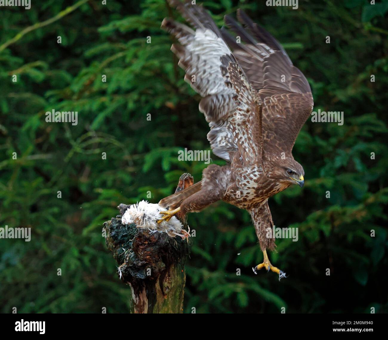 Female buzzard at a woodland feeding site Stock Photo - Alamy