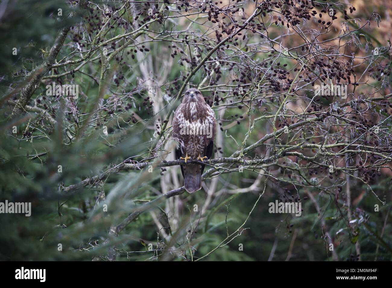 Female buzzard at a woodland feeding site Stock Photo - Alamy