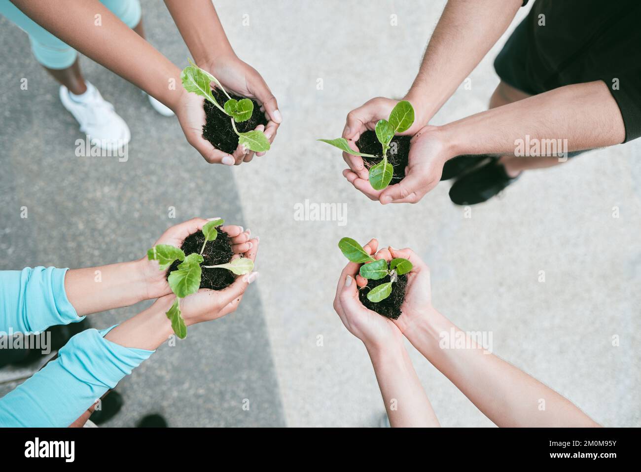 Closeup of diverse group of people from above holding green plants in palm of hands with care to ...