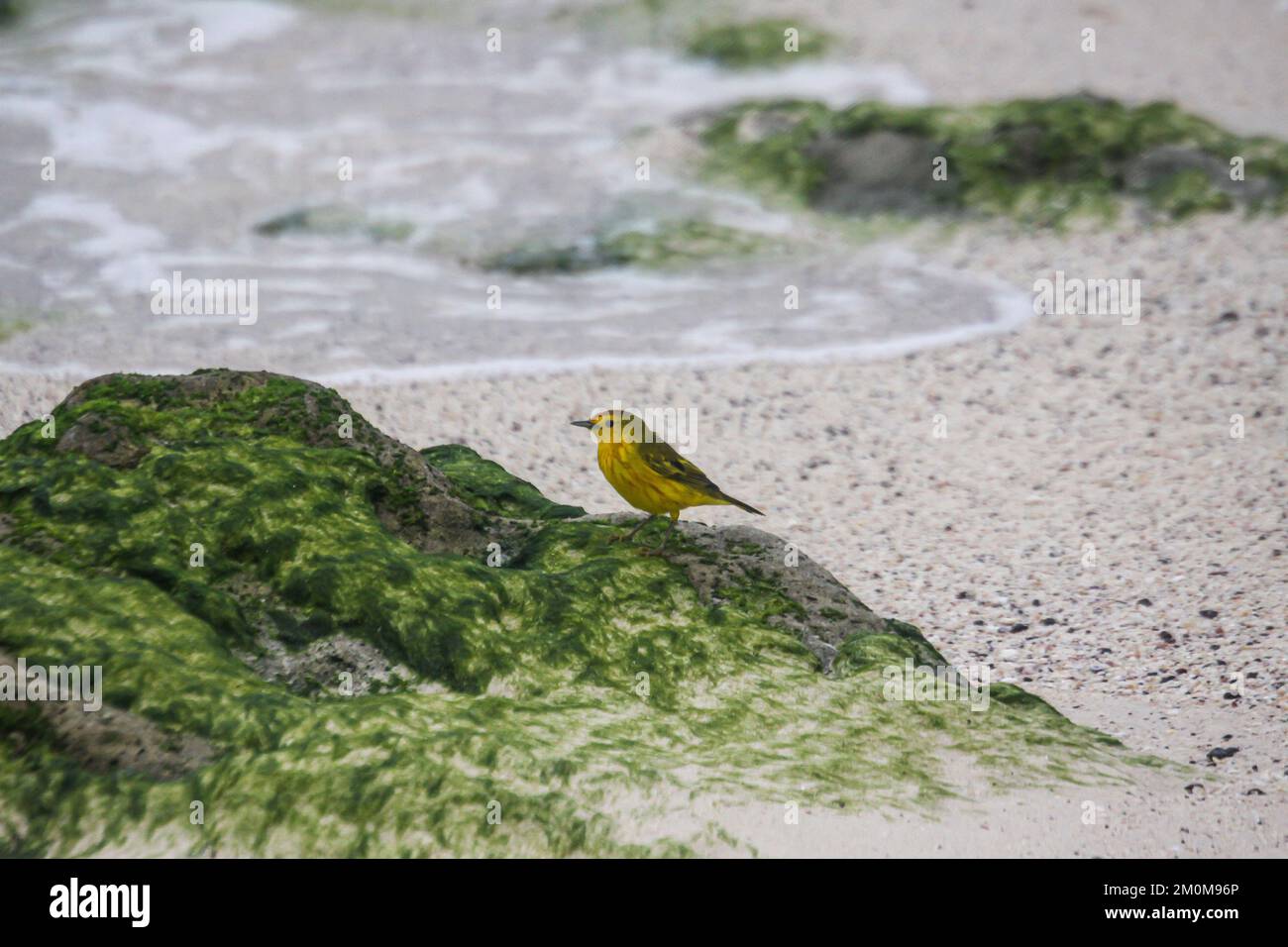 Yellow warbler (Setophaga petechia aureola) on lava rocks. Isabela ...