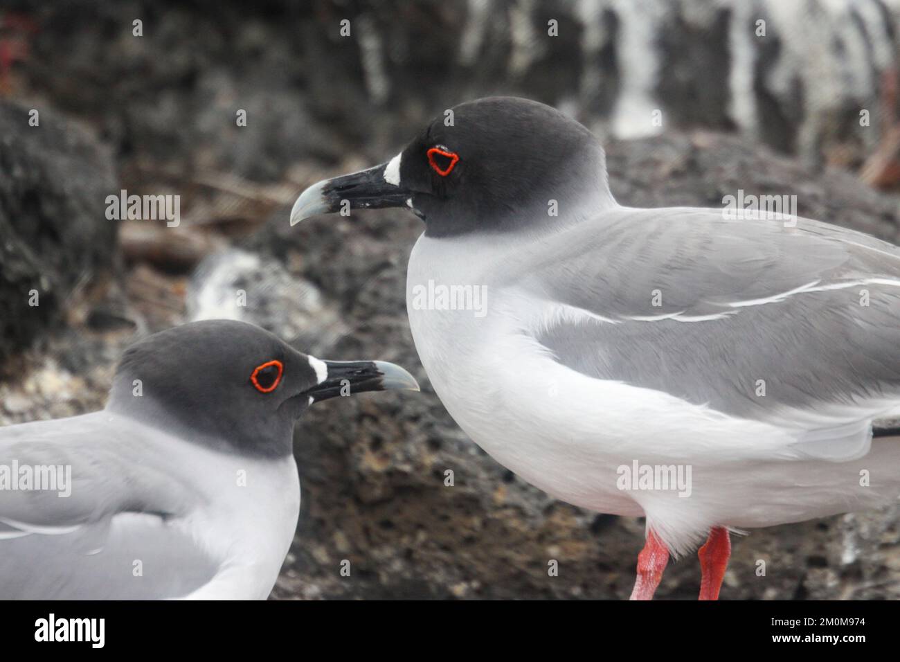 Equatorial birds hi-res stock photography and images - Alamy
