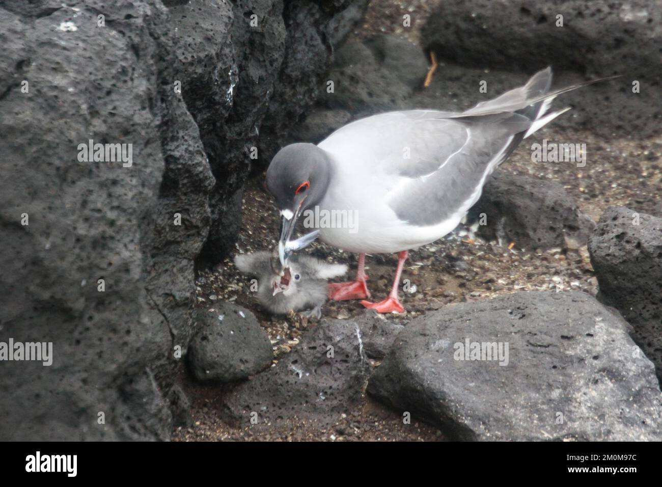 The swallow-tailed gull (Creagrus furcatus) is an equatorial seabird in the gull family, Laridae ...