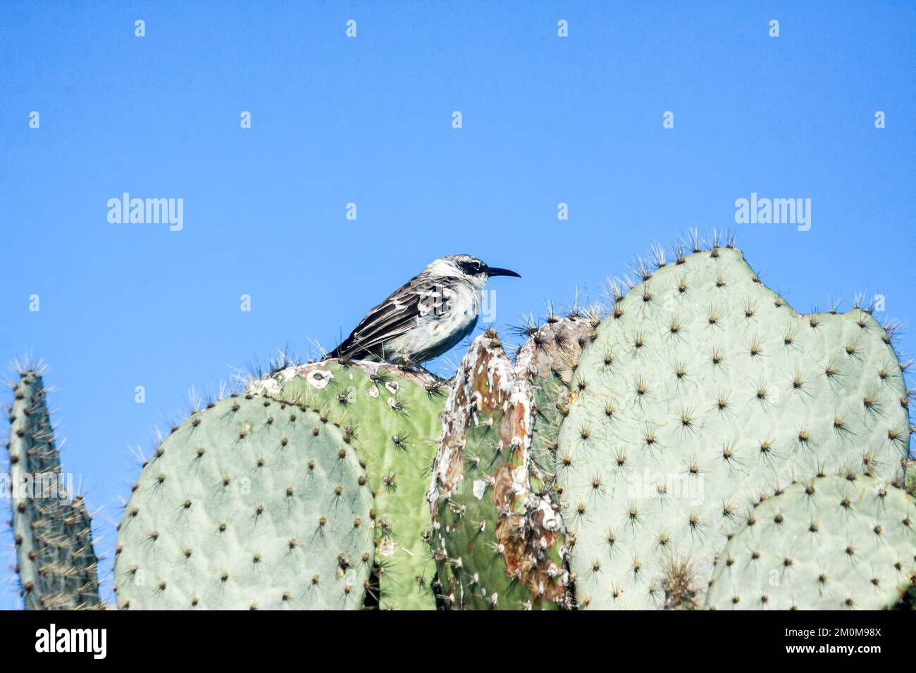 Galapagos mockingbird (Mimus parvulus) on a cactus, Galapagos Islands ...
