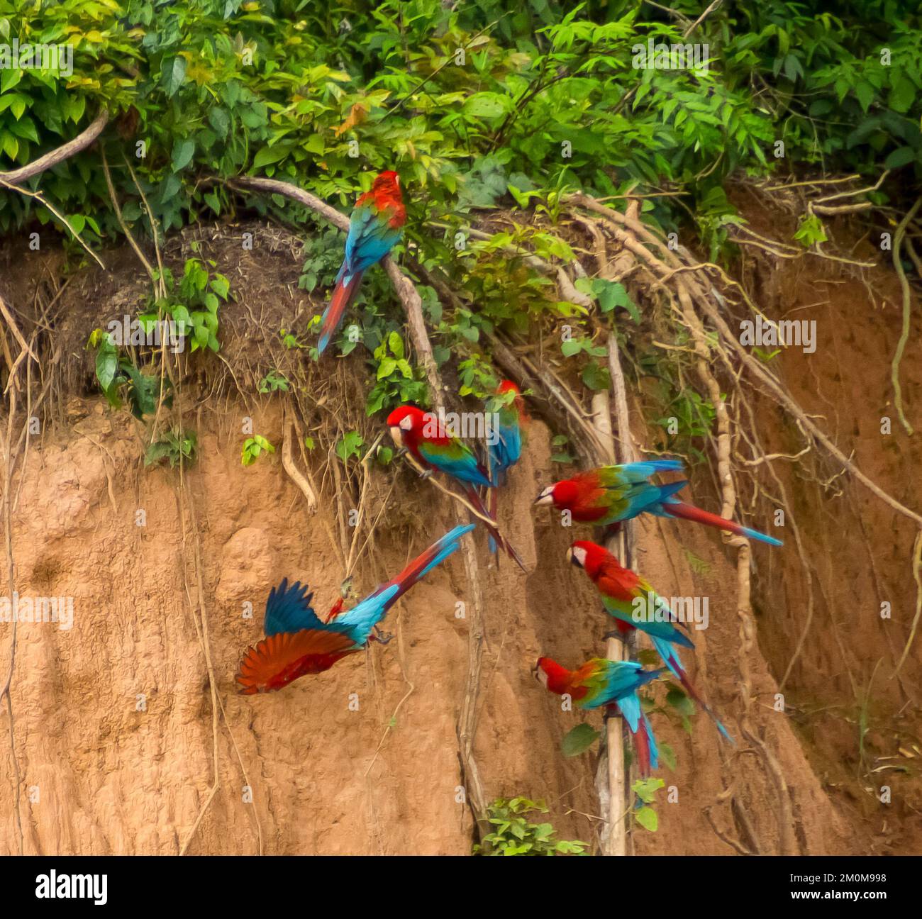 Scarlet Macaws (Ara macao) in clay riverbank in the peruvian Amazon ...