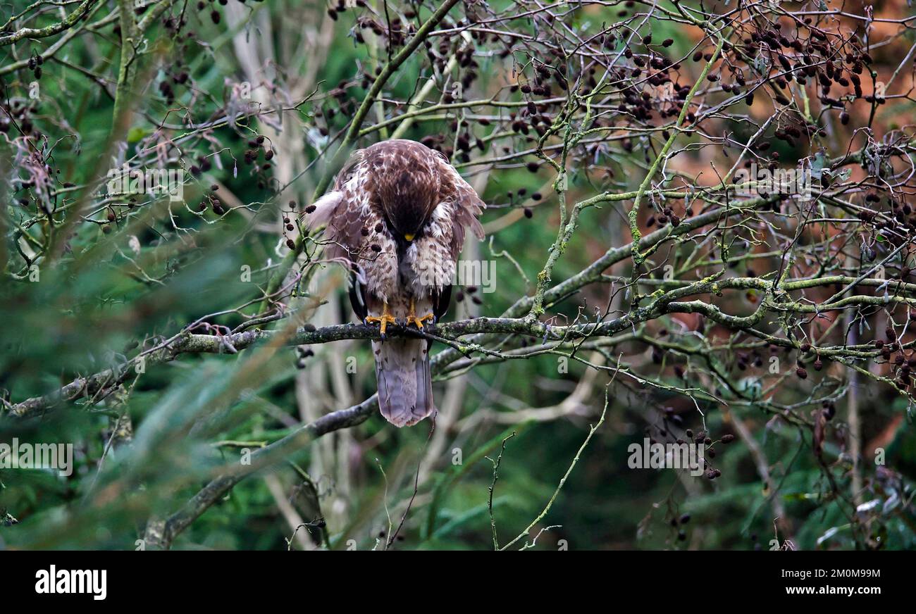 Female buzzard at a woodland feeding site Stock Photo - Alamy
