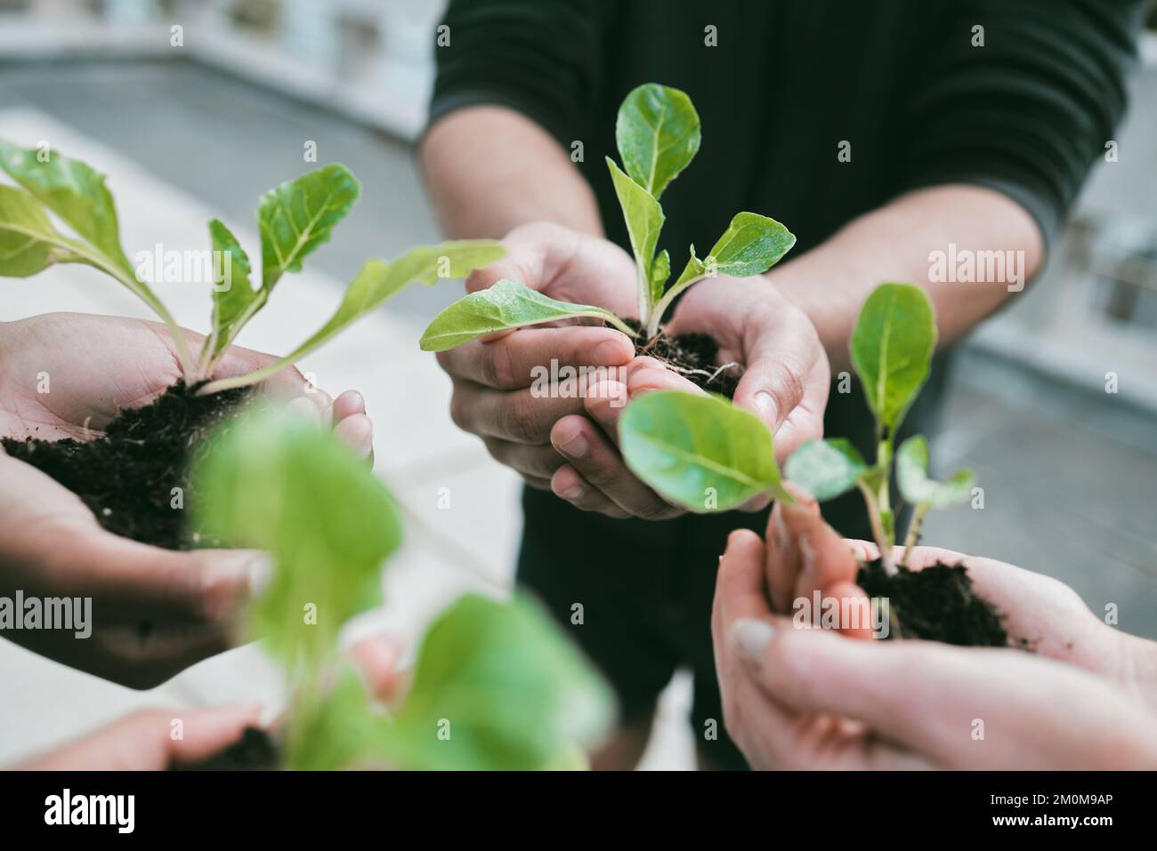 Closeup of diverse group of people holding green plants in palm of hands with care to nurture ...
