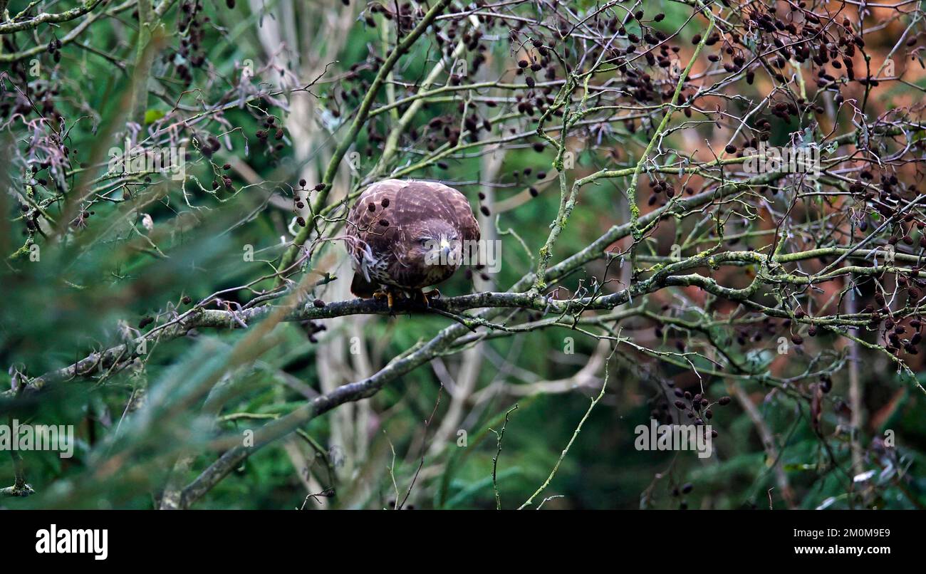 Female buzzard at a woodland feeding site Stock Photo - Alamy