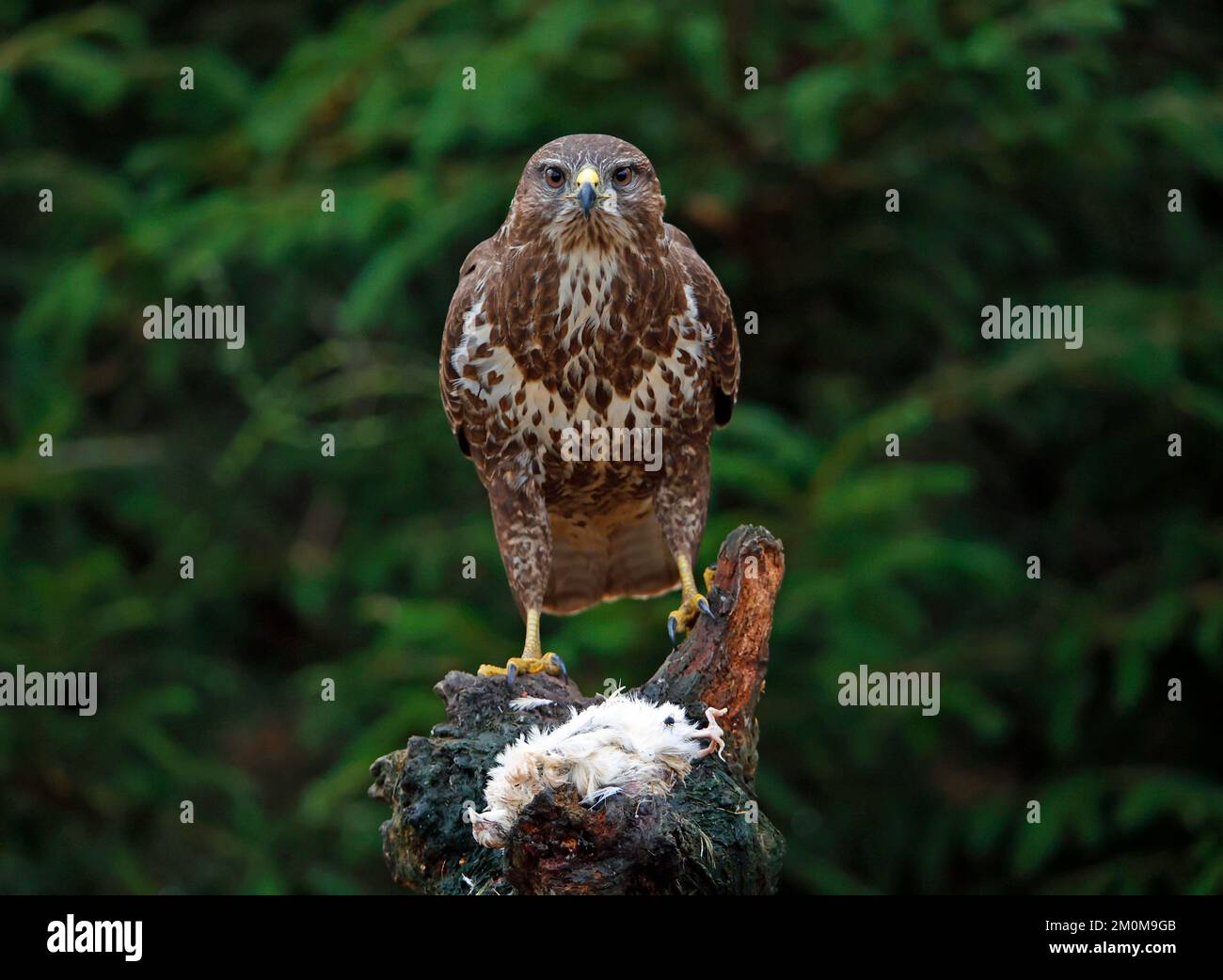 Female buzzard at a woodland feeding site Stock Photo - Alamy