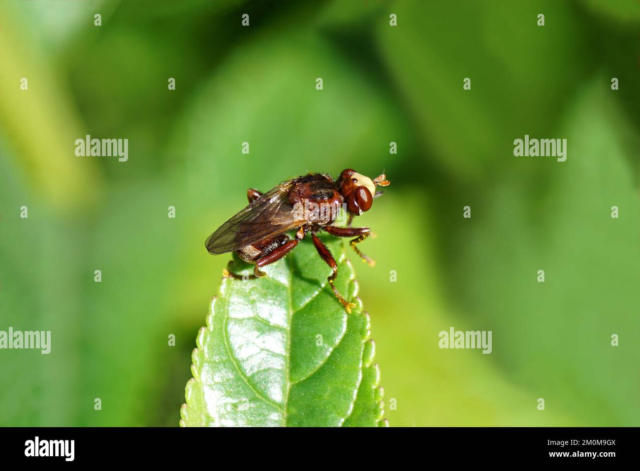 Close up thick-headed fliy Sicus ferrugineus. Family Thick-headed flies ...