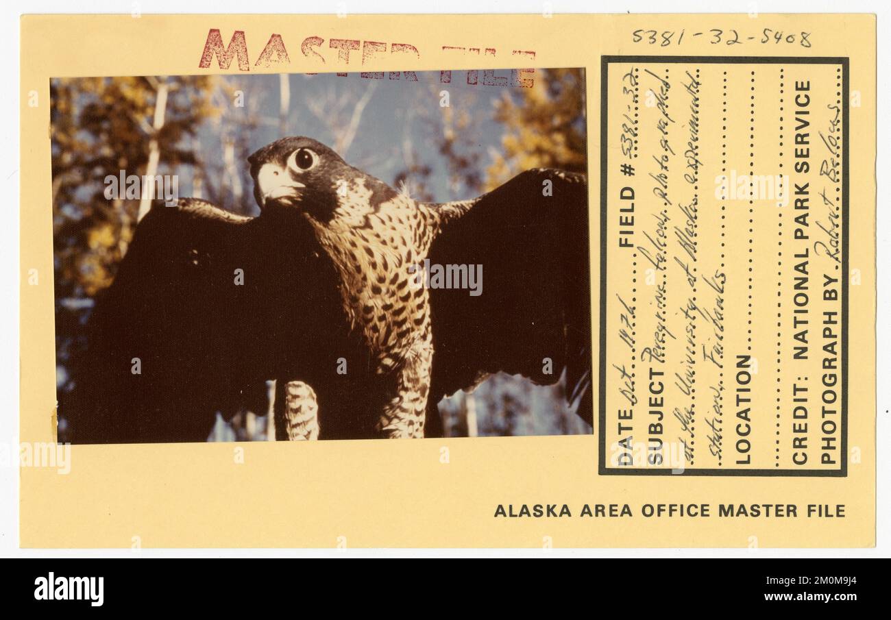 Peregrine falcon photographed at the University of Alaska experimental ...