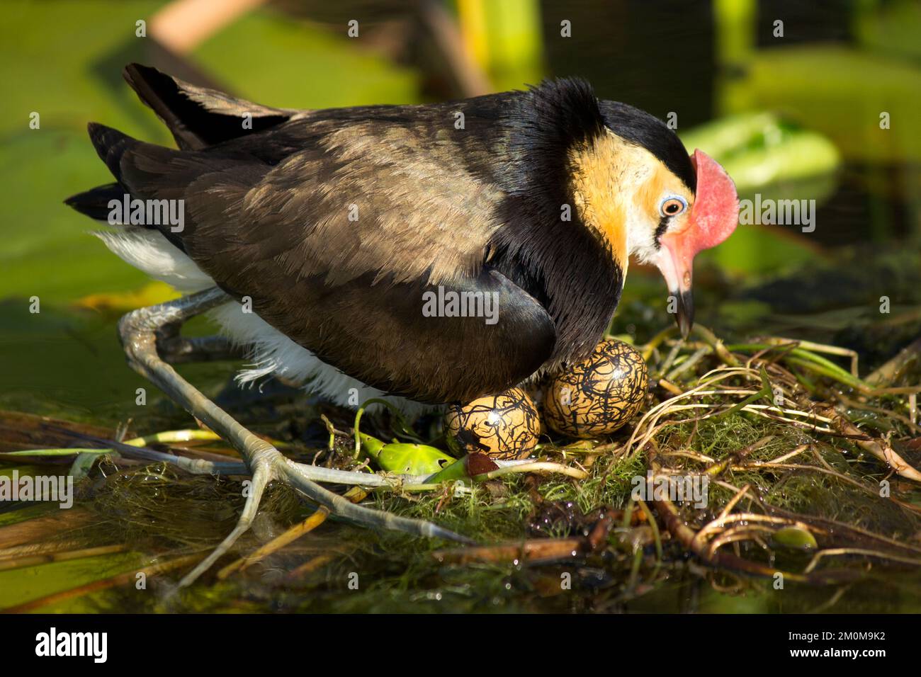 Irediparra gallinacea nest hi-res stock photography and images - Alamy