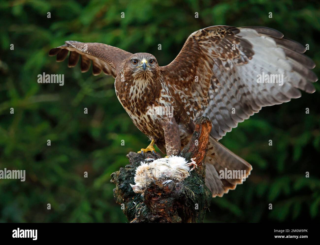 Female buzzard at a woodland feeding site Stock Photo - Alamy