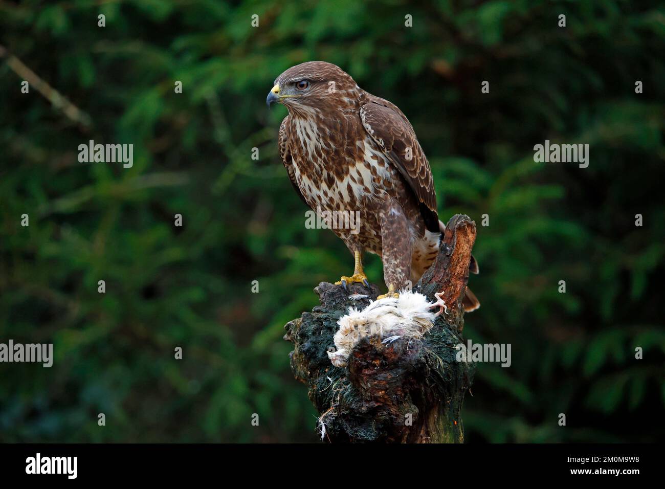 Female buzzard at a woodland feeding site Stock Photo - Alamy